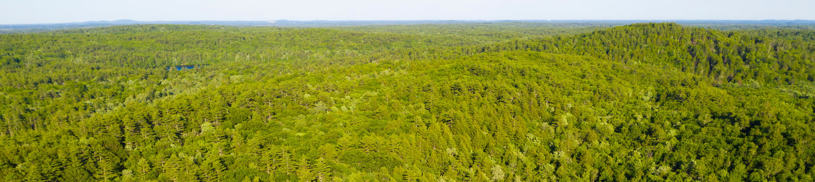 The Wooded Canvas - SELT